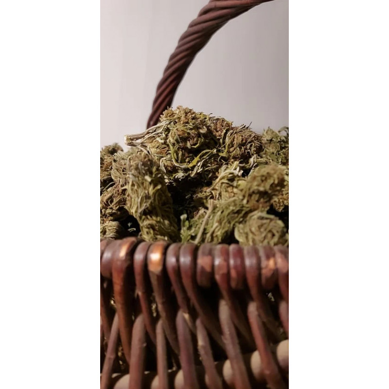 Fleurs de Chanvre Kompolti inférieur à 0,2% de THC \ 5% de CBD